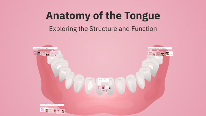 Anatomy of the Tongue by Michelle Esteves on Prezi