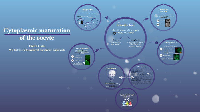 Cytoplasmic maturation in the oocyte by Paula Cots Rodríguez on Prezi