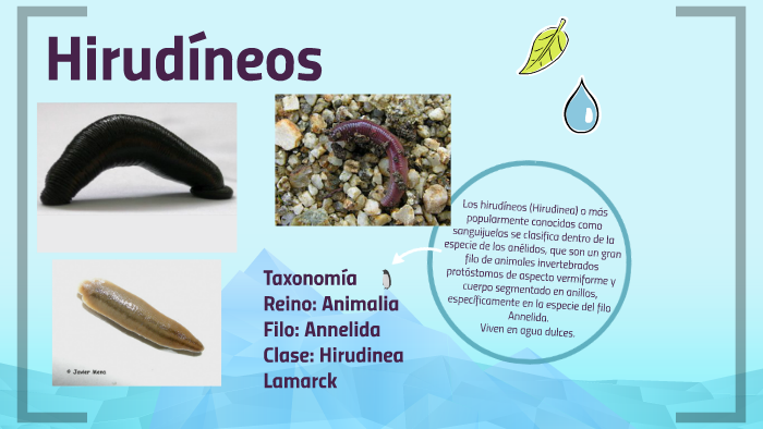 Hirudíneos by Jimena Russo on Prezi