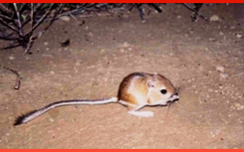Ord's Kangaroo Rats by Olivia Koller