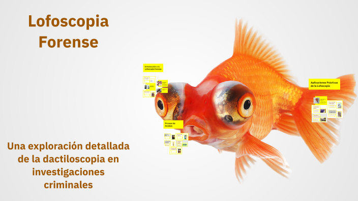 Lofoscopia Forense by leonel jairo rivera ruiz on Prezi