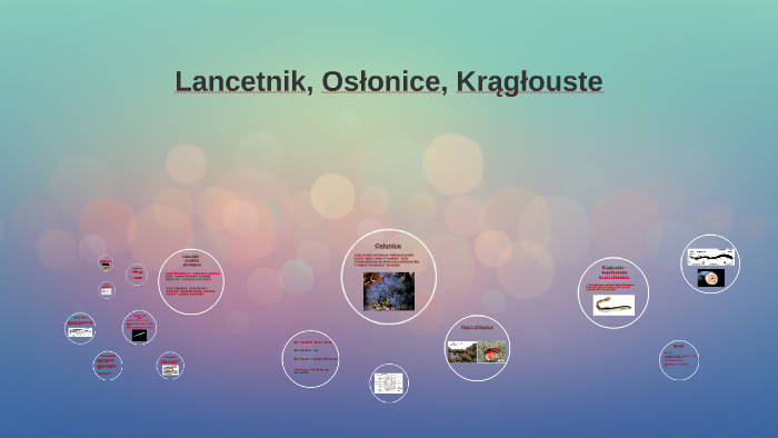 Lancetnik - przykład strunowca by Paulina Dębińska on Prezi