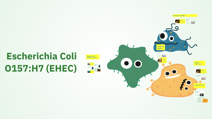 Escherichia coli O157:H7 (EHEC) by Bella Lenning on Prezi