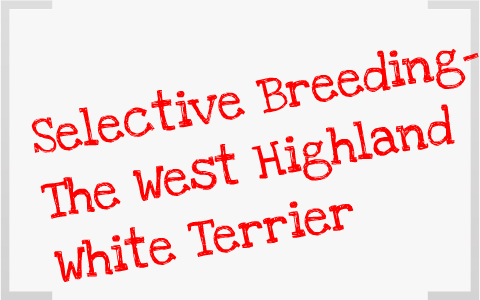 Selective Breeding Project by Danielle T on Prezi