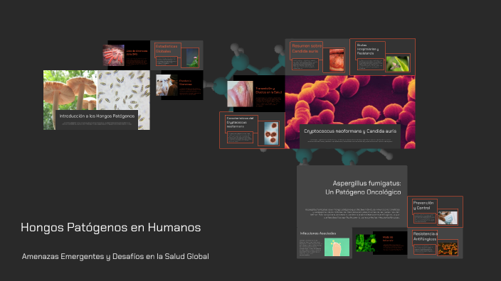 Hongos Patógenos en Humanos by Jaime Revilla on Prezi