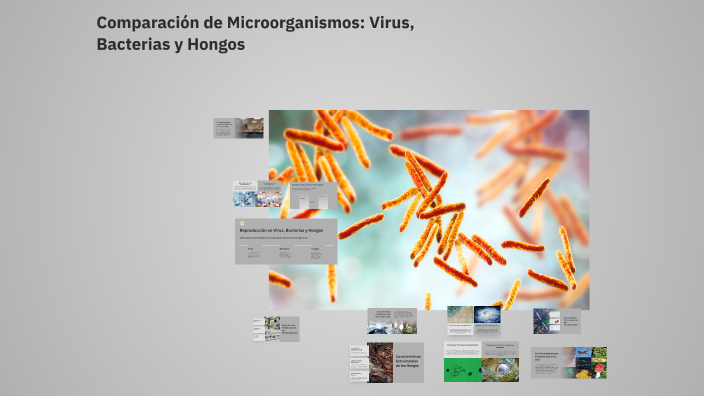 Comparación de Microorganismos: Virus, Bacterias y Hongos by Mónica ...
