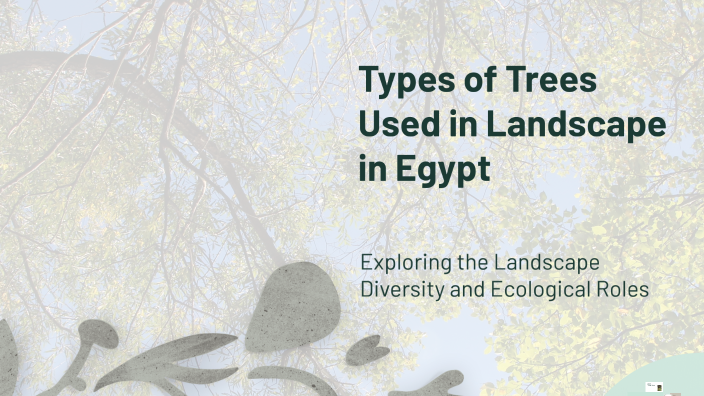Types of Trees Used in Landscape in Egypt by Mero Zaki on Prezi