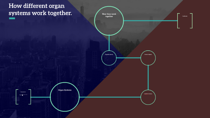 How different organ systems work together. by Lamar Samuels on Prezi