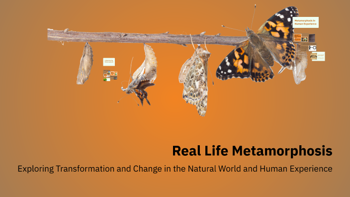 Real Life Metamorphosis by Carmel Ohring on Prezi