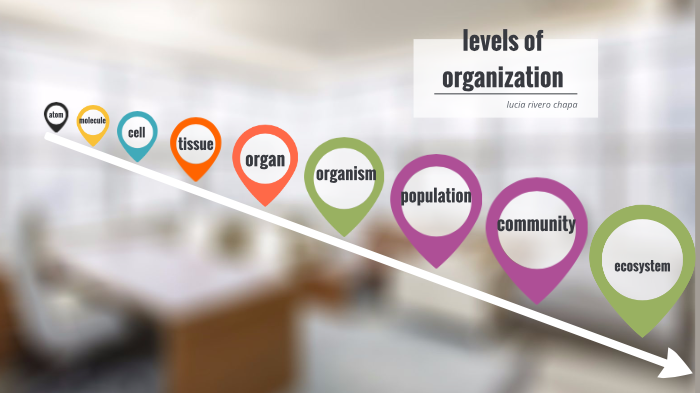 levels of organization by lucia rivero on Prezi