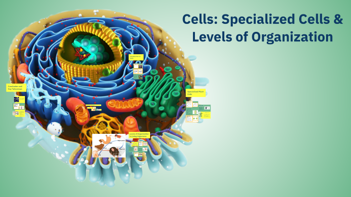 Cell: Specialized Cells & Levels of Organization by Israel Fifelola on ...