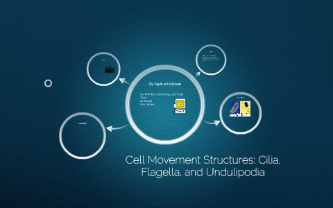 Cell Movement Structures: Cilia, Flagella, and Undulipodia by Ram Rao ...