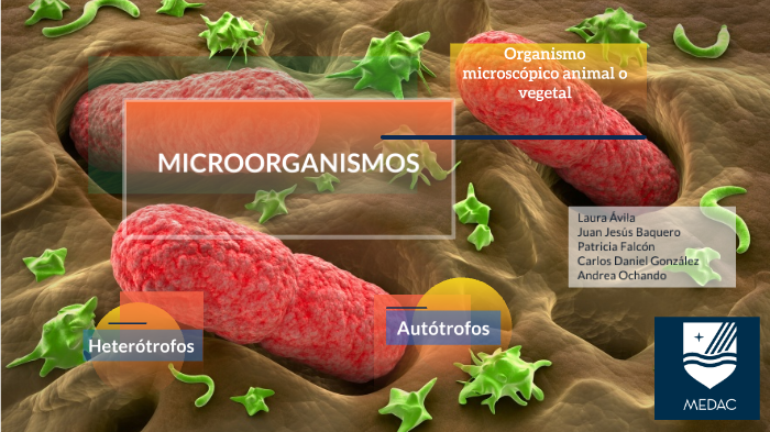 fotoautótrofos by Patri Falcon Benitez on Prezi