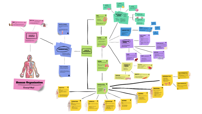 Human Organization Concept Map by Sandy Cheng on Prezi