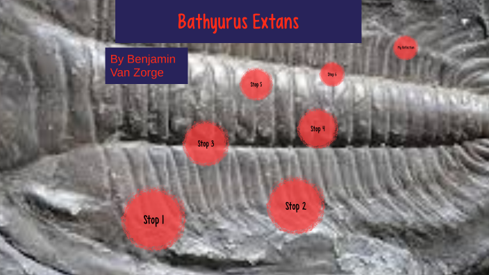 Bathyurus Extans by Benjamin Van Zorge by ben modz on Prezi