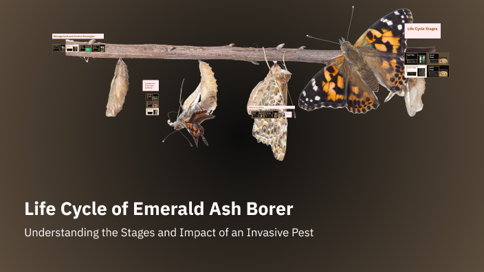 Life Cycle of Emerald Ash Borer by Jordan Long on Prezi