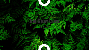 Jim Crow Laws by Kaden Gordon on Prezi Design