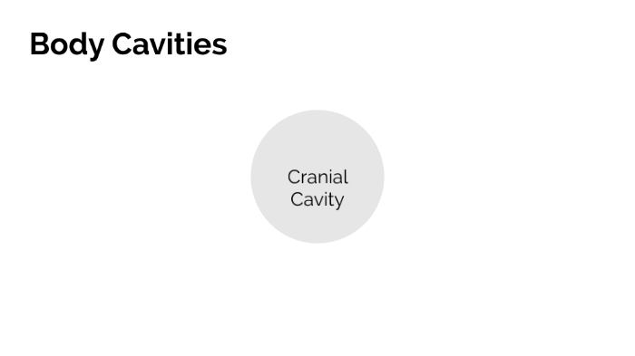 Body Cavities Concept Map by Bailey S on Prezi