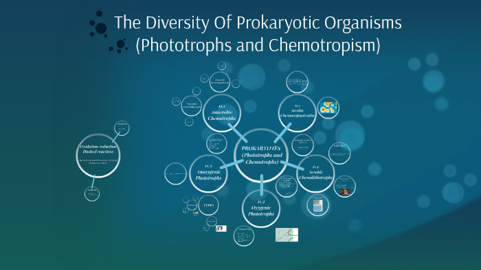 Chapter 11 The diversity of prokaryotic organisms (phototrophs and ...