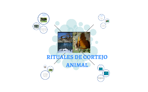 Cortejo Animal by Lina Roncancio on Prezi