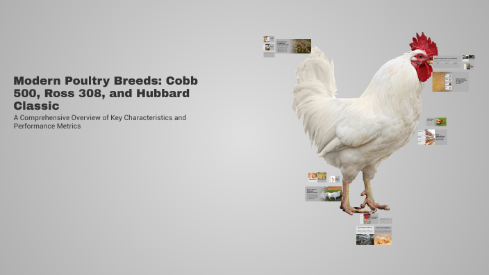 Modern Poultry Breeds: Cobb 500, Ross 308, and Hubbard Classic by ...