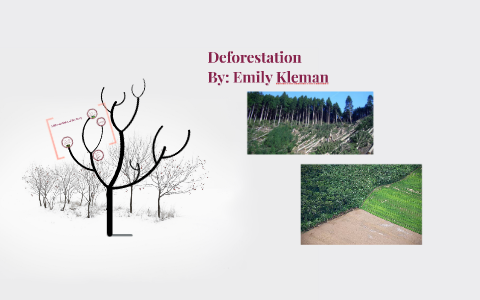 Deforestation by Emily Kleman on Prezi