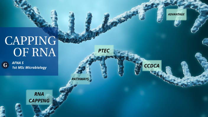 Capping of RNA by Akash M.P