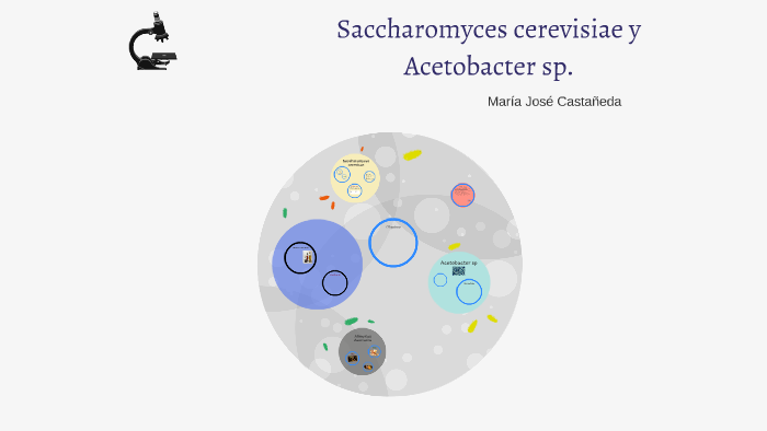 Saccharomyces cerevisiae y Acetobacter sp. by Maria Alejandra Salazar ...