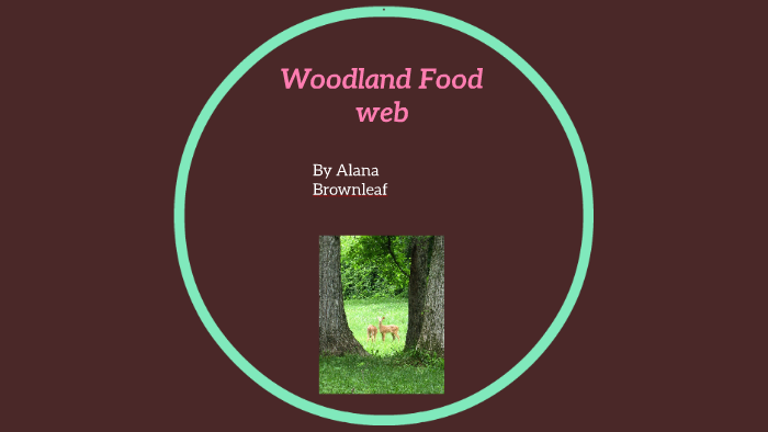 Woodland Food web by Alana Brownleaf on Prezi