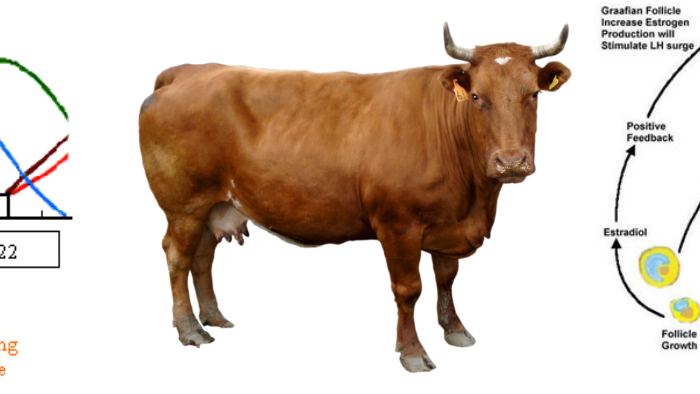 Cow Estrous Cycle by verenise rodriguez on Prezi