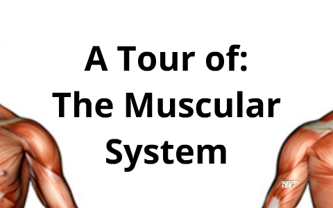 A Tour of the Muscular system by Nicholas Zuroff on Prezi