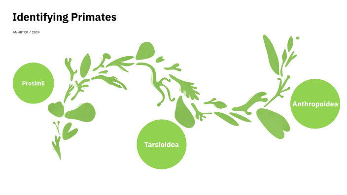 Identifying Primates by Abbey Fraser on Prezi