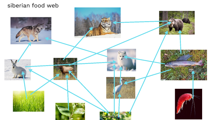 Siberian food web by Stryder Woodruff on Prezi