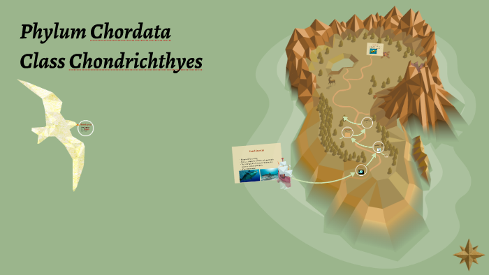 Phylum Chordata by Jared Harman on Prezi