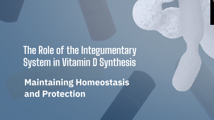 The Role of the Integumentary System in Vitamin D Synthesis by Andrea ...