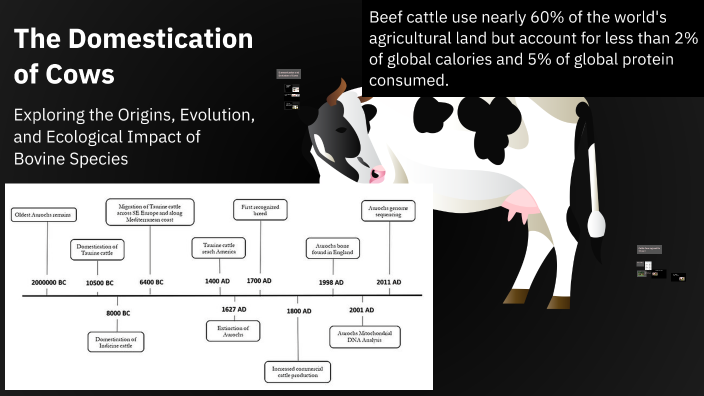 The Domestication of Cows by Tiaunna Travis on Prezi