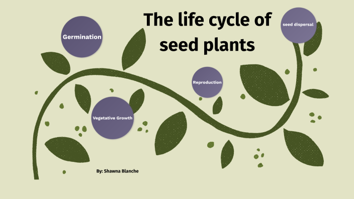 Stages of the life cycle of seed plants by Shawna Blanche on Prezi