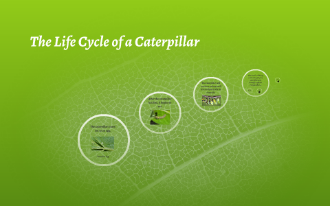 The Life Cycle of a Caterpillar by Ekaterina C on Prezi