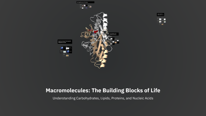 Macromolecules: The Building Blocks of Life by Christopher Bartlett on ...