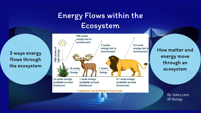 How energy flows through the ecosystem by Valery Leon on Prezi