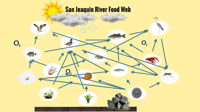Freshwater Food Web by HoangJohn Nguyen on Prezi