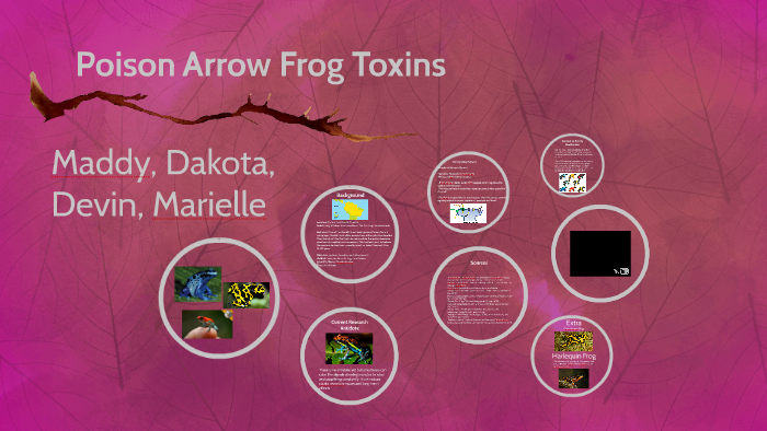 Poison Arrow Frog Toxins by Maddy Evans on Prezi