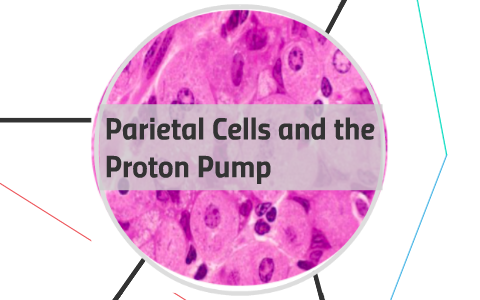 Parietal Cells and the Proton Pump by Angela Lii on Prezi