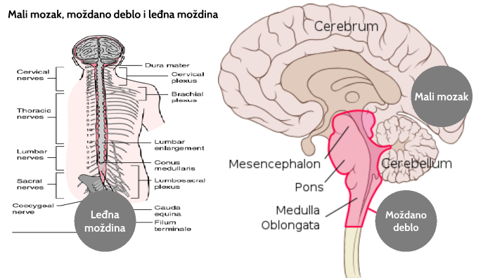 Mali mozak, moždano deblo i leđna moždina by iva miloš on Prezi