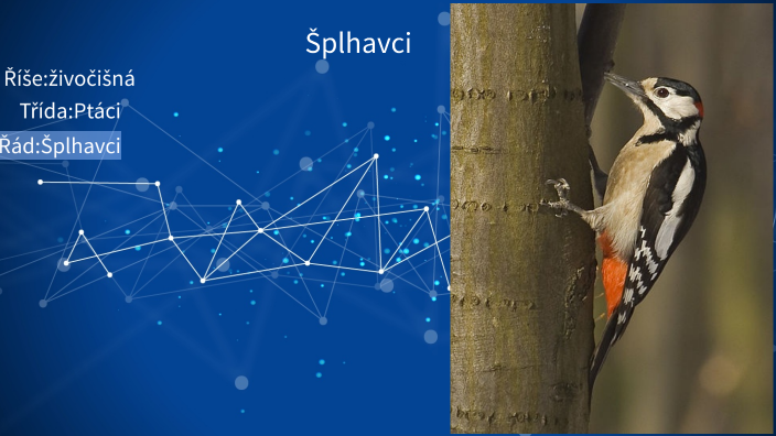 Šplhavci by Tomáš Rambič on Prezi