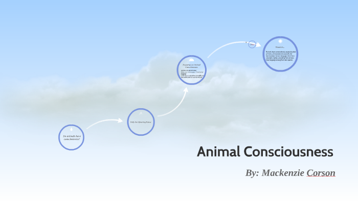 Animal Consciousness by Kenzie Corson