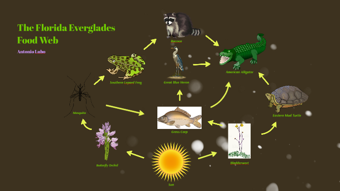 Everglades Food Web by Ivan Flores on Prezi