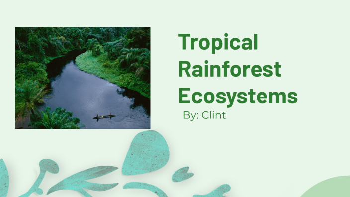 Tropical Rainforest Ecosystems by Clint Laoang on Prezi