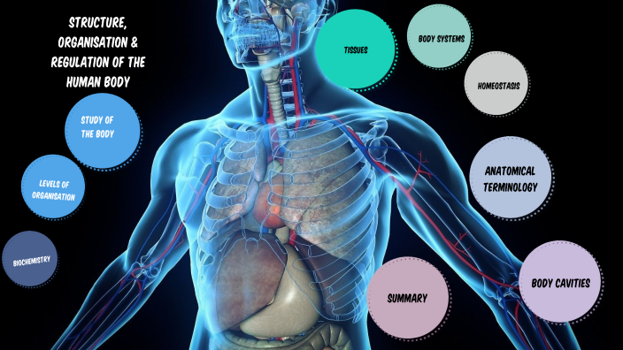 Structure, Organisation & Regulation of the Human Body by Rachel Black ...