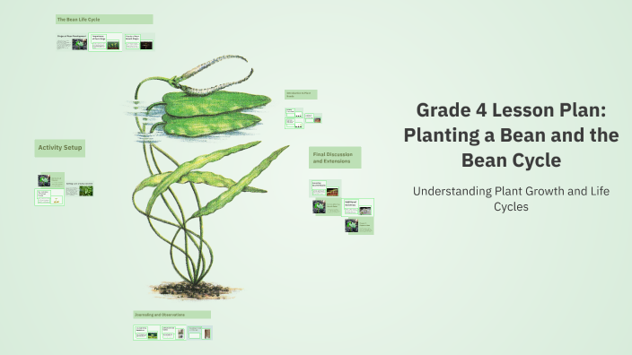 Grade 4 Lesson Plan: Planting a Bean and the Bean Cycle by Jeremy ...